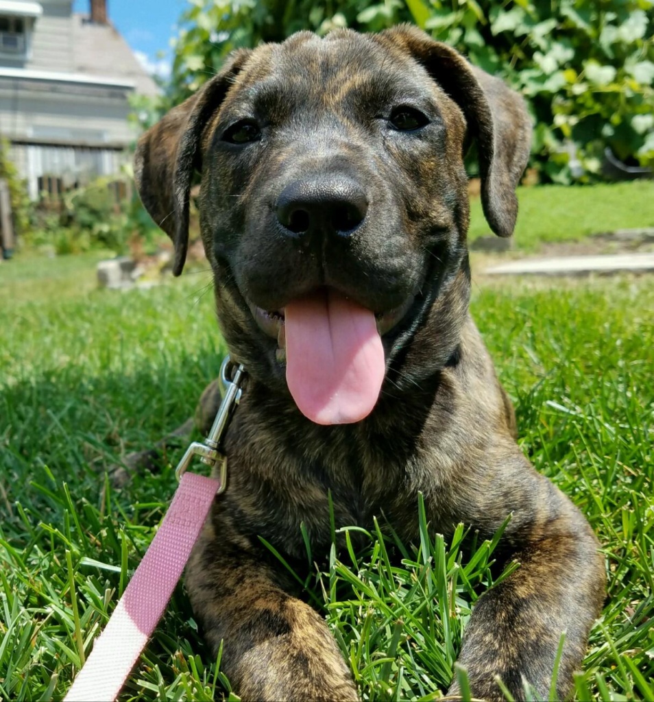 Canine Cognitive Disorder | Animal Hospital Of Hasbrouck Heights